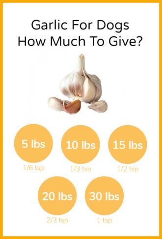 Can Dogs Eat Garlic? - Dogs Naturally