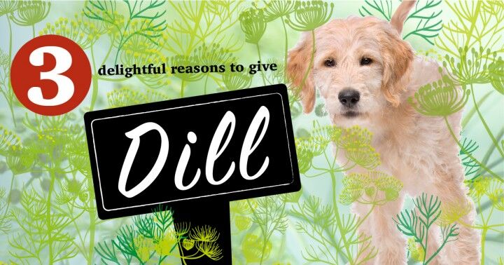 3 Handy Health Benefits of Dill for Your Dog