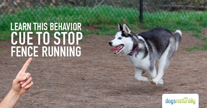 Fence Running: One Cue That Will Get Your Dog To Stop