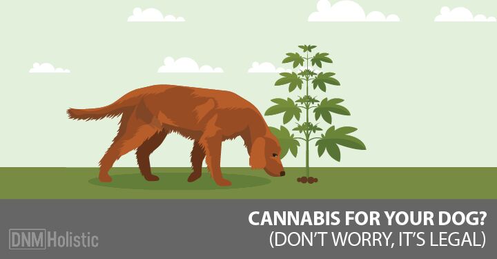 Cannabis For Your Dog: How It Can Help