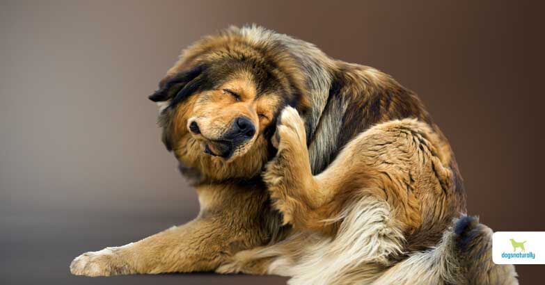 The Quick Fix For Dog Allergies - Dogs Naturally