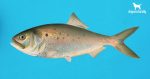 Menhaden Fish: What You Need To Know - Dogs Naturally
