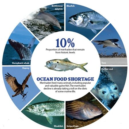 Menhaden Fish: What You Need To Know - Dogs Naturally