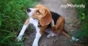 Malassezia In Dogs: Natural Treatments - Dogs Naturally
