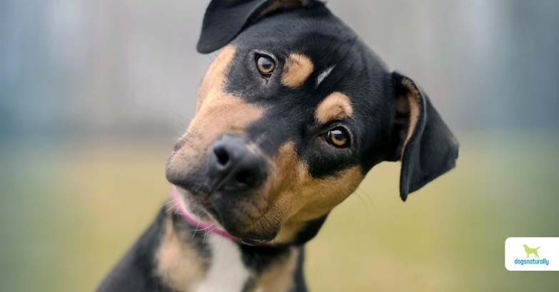 Can Dogs Have Autism? Here’s What Research Says … - Dogs Naturally
