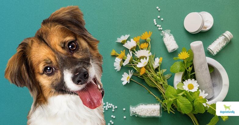 Homeopathy For Dogs: The Basics | Dogs Naturally
