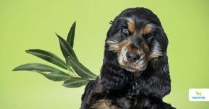 The Top Benefits Of Olive Leaf For Dogs - Dogs Naturally