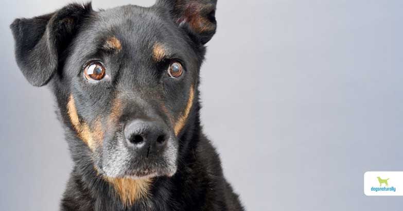 How To Manage An Enlarged Prostate - Dogs Naturally