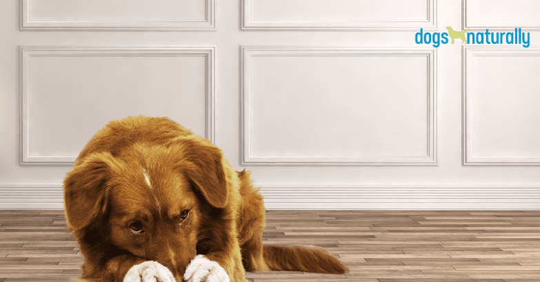 Never Use Isopropyl (Rubbing) Alcohol On Your Dog - Dogs Naturally