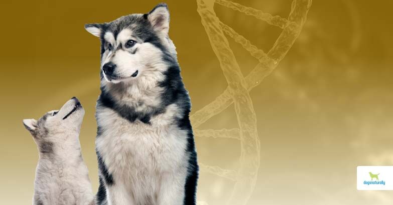 Genetic Diseases In Dogs - Dogs Naturally