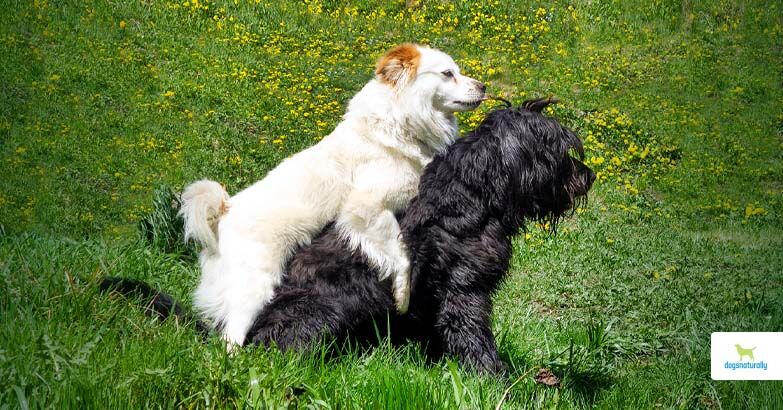 Dog Humping – And How To Stop It - Dogs Naturally