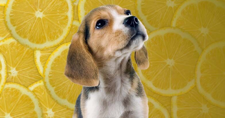 Can Dogs Have Lemon? - Dogs Naturally