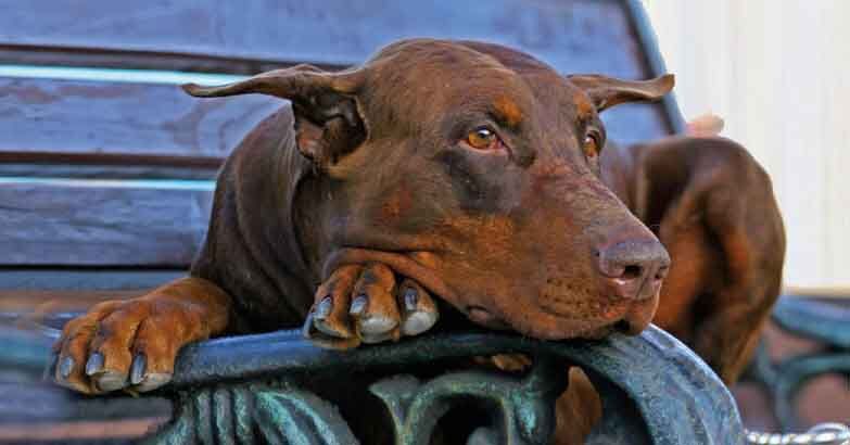How To Recognize Dog Poisoning Symptoms - Dogs Naturally