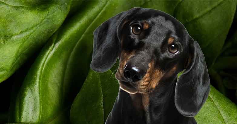 Can Dogs Eat Spinach? - Dogs Naturally