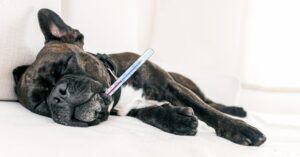 What Is Normal Dog Temperature? - Dogs Naturally