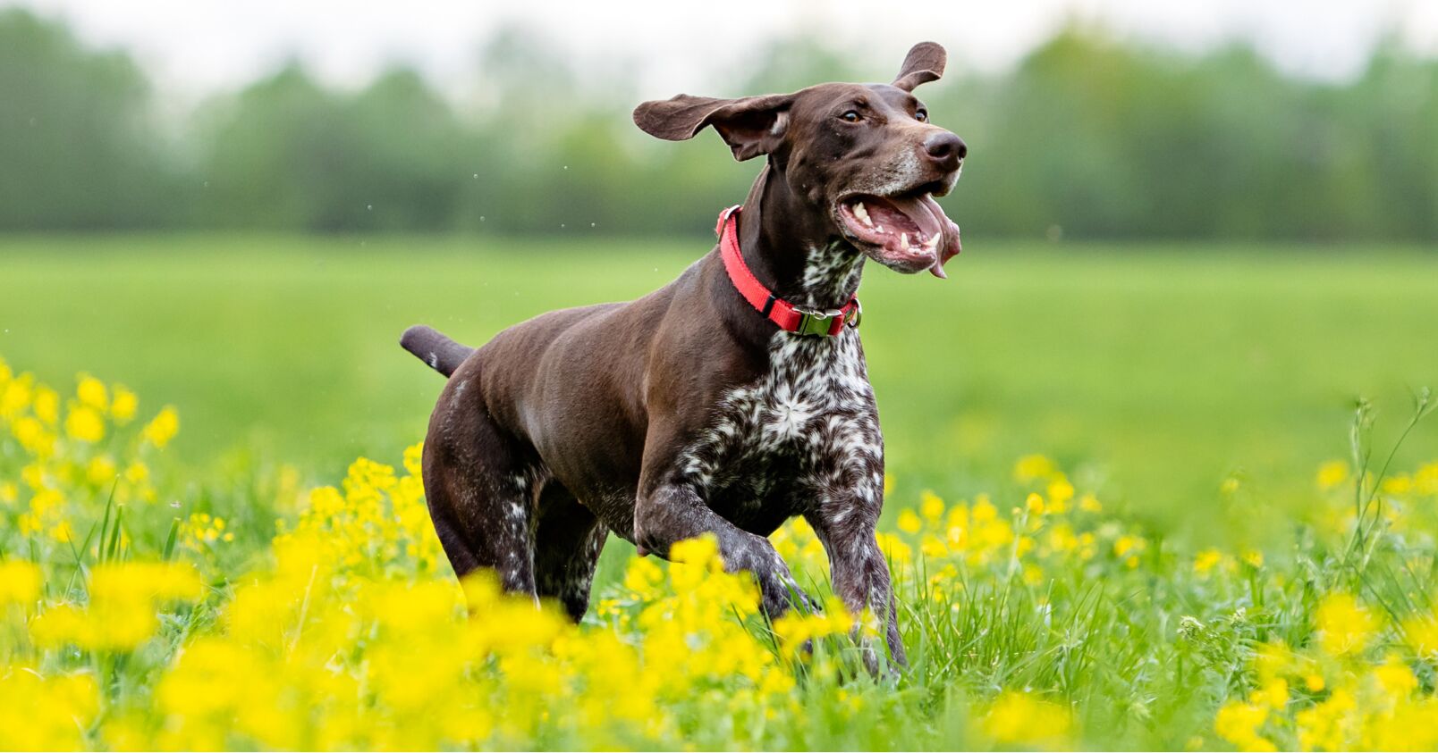 Dogs Naturally - Natural Dog Health And Nutrition
